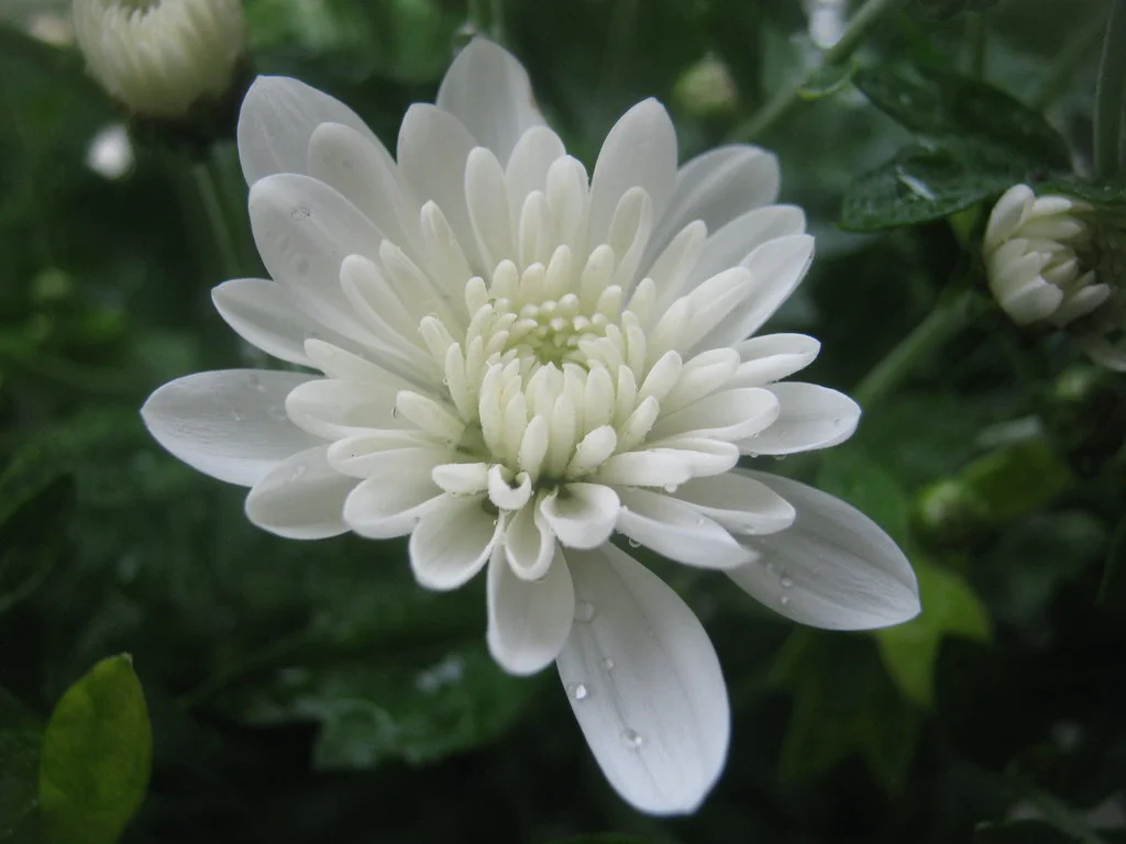 SINGLE ESSENTIAL OILS — ALCHEMICA BOTANICA