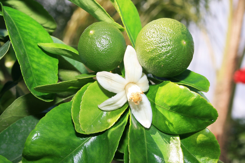 Qing Pi (Pericarpium Citri reticulatae Viride) — ALCHEMICA BOTANICA