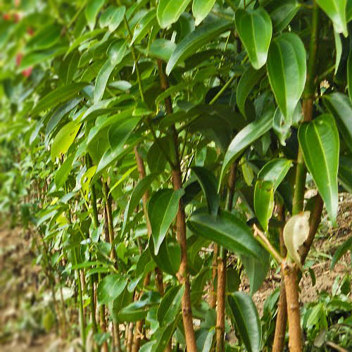 Gui Zhi/Gui Ye (Cinnamomi Ramulus et Folium) — ALCHEMICA BOTANICA