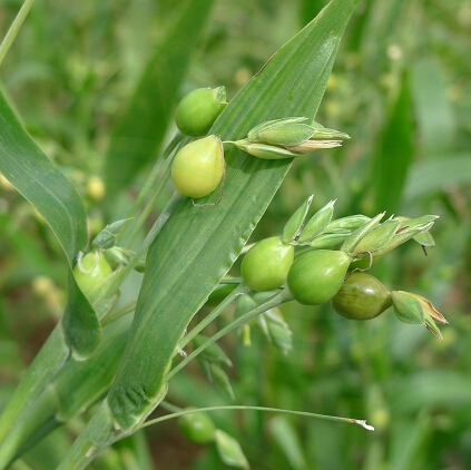 PRODUCTS — ALCHEMICA BOTANICA