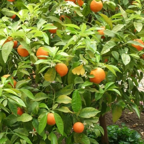 PRODUCTS — ALCHEMICA BOTANICA