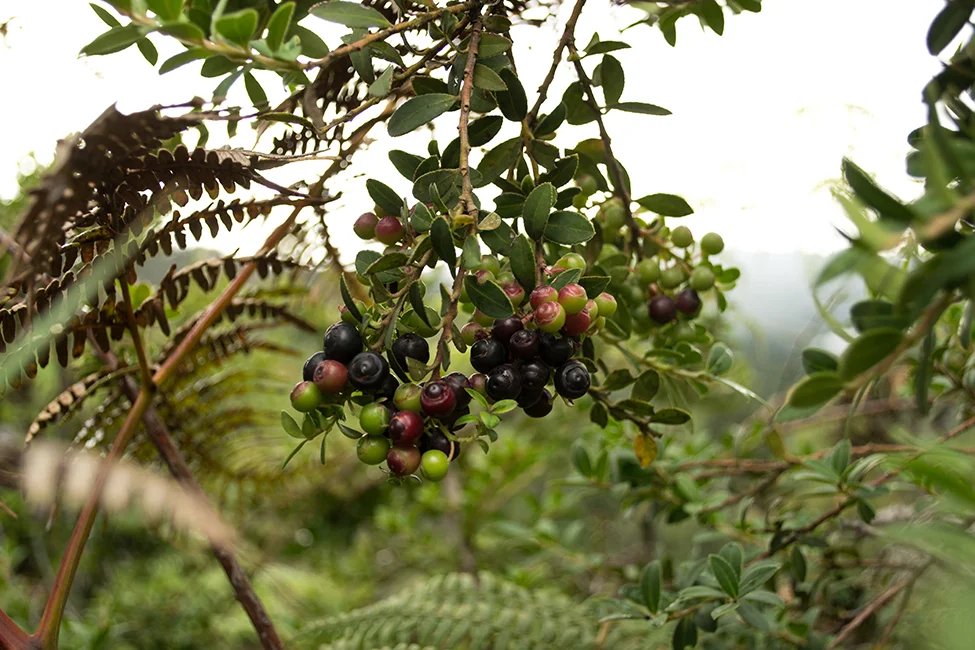 El agraz, la huerta y el patrimonio cultural — Trixi Allina