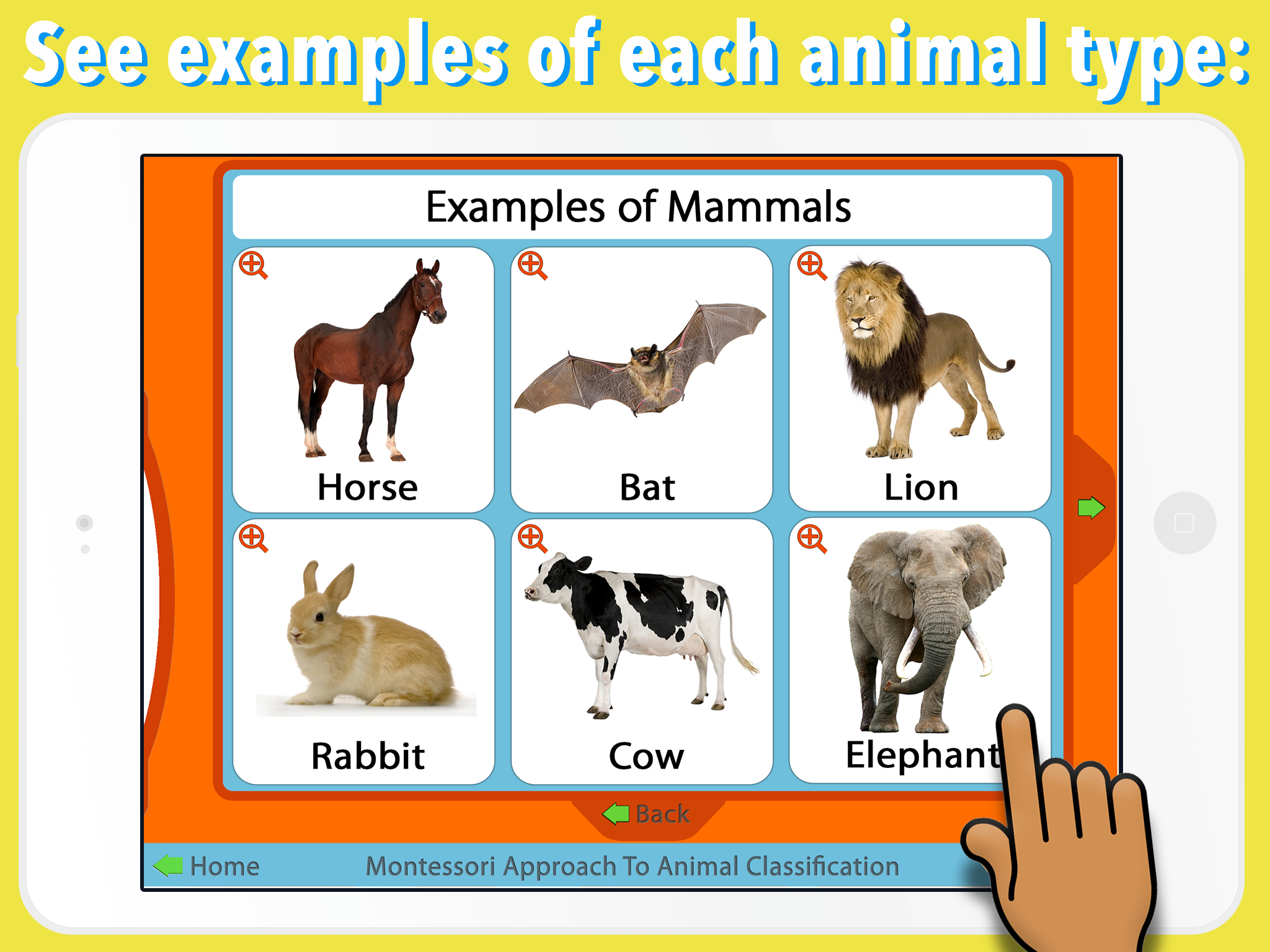 Animal Kingdom - Vertebrates — Mobile Montessori