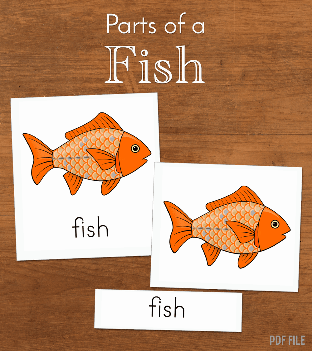 Parts Of A Fish Eyfs