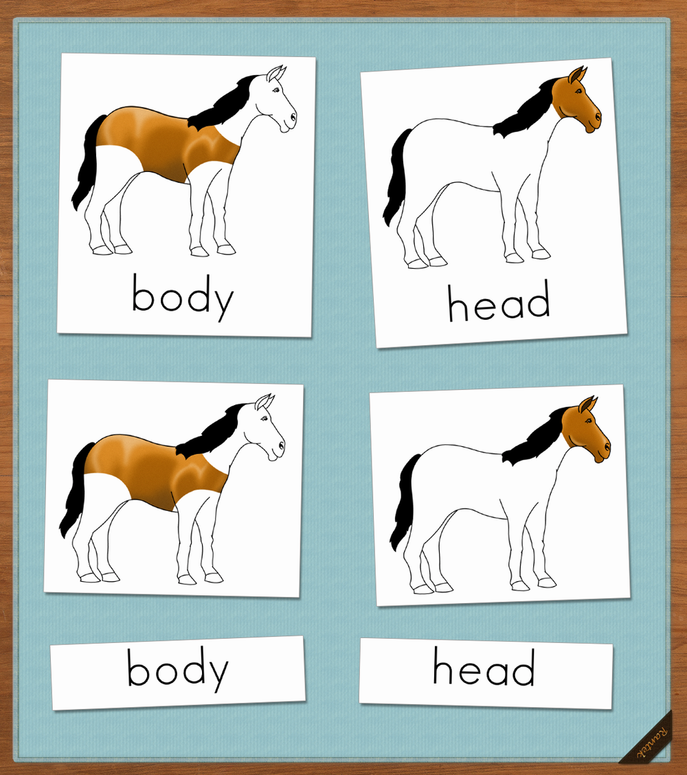 Parts Of The Horse