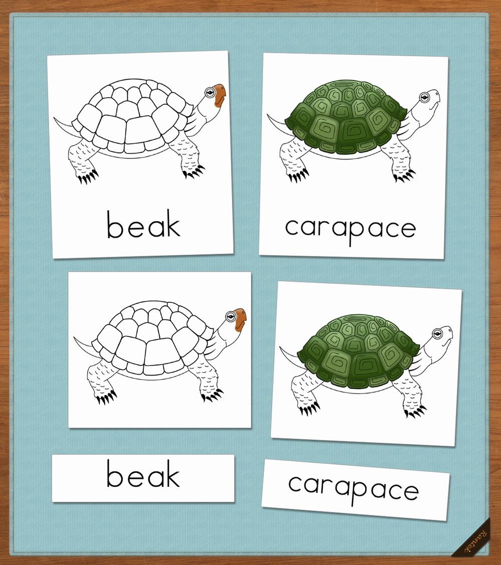 Parts Of A Sea Turtle