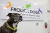 Services — Frolick Dogs