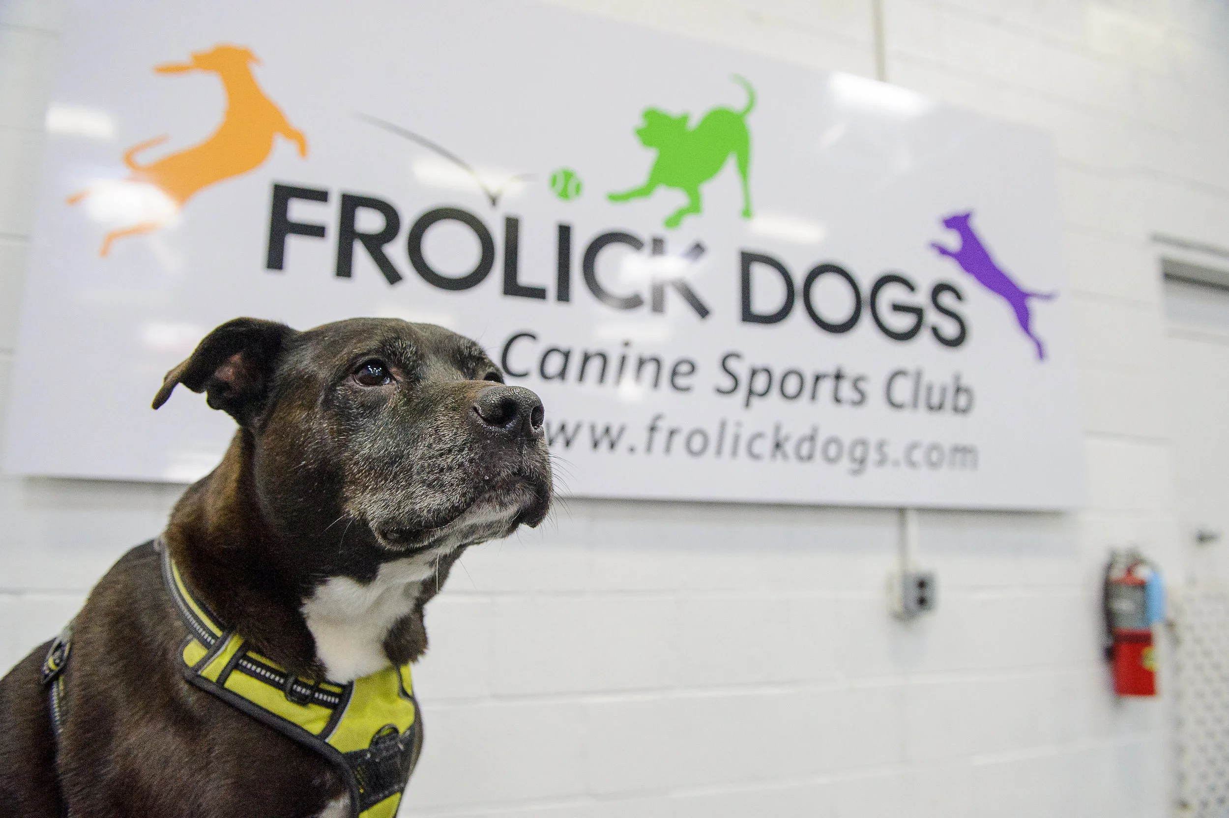 Services — Frolick Dogs