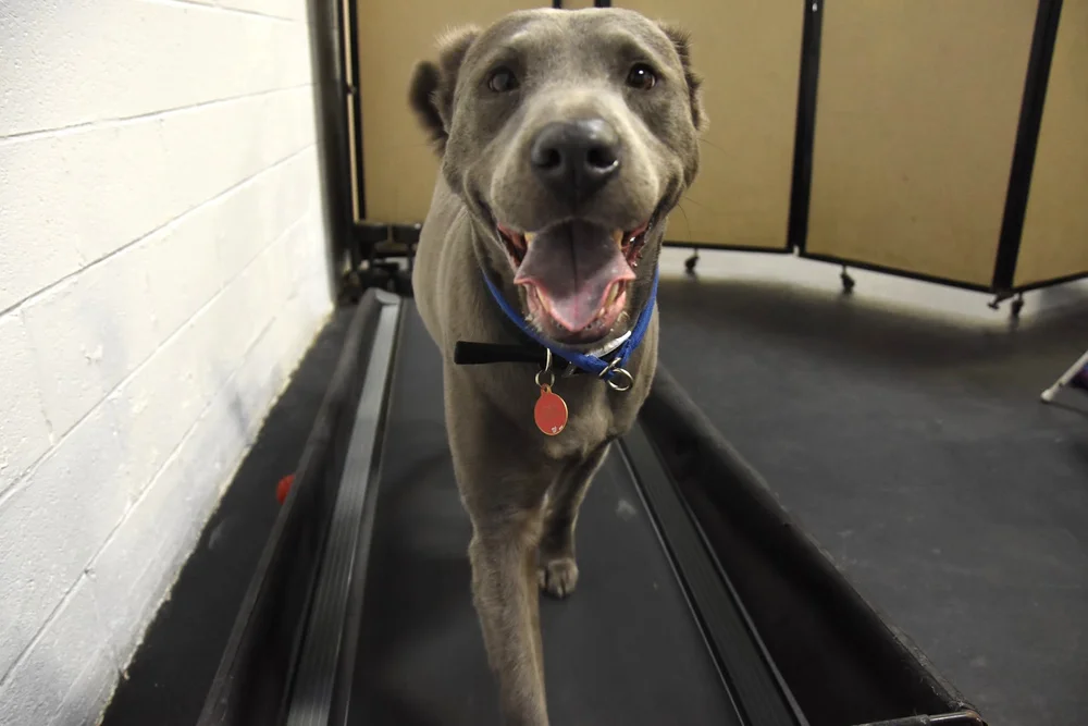 In Memory — Frolick Dogs