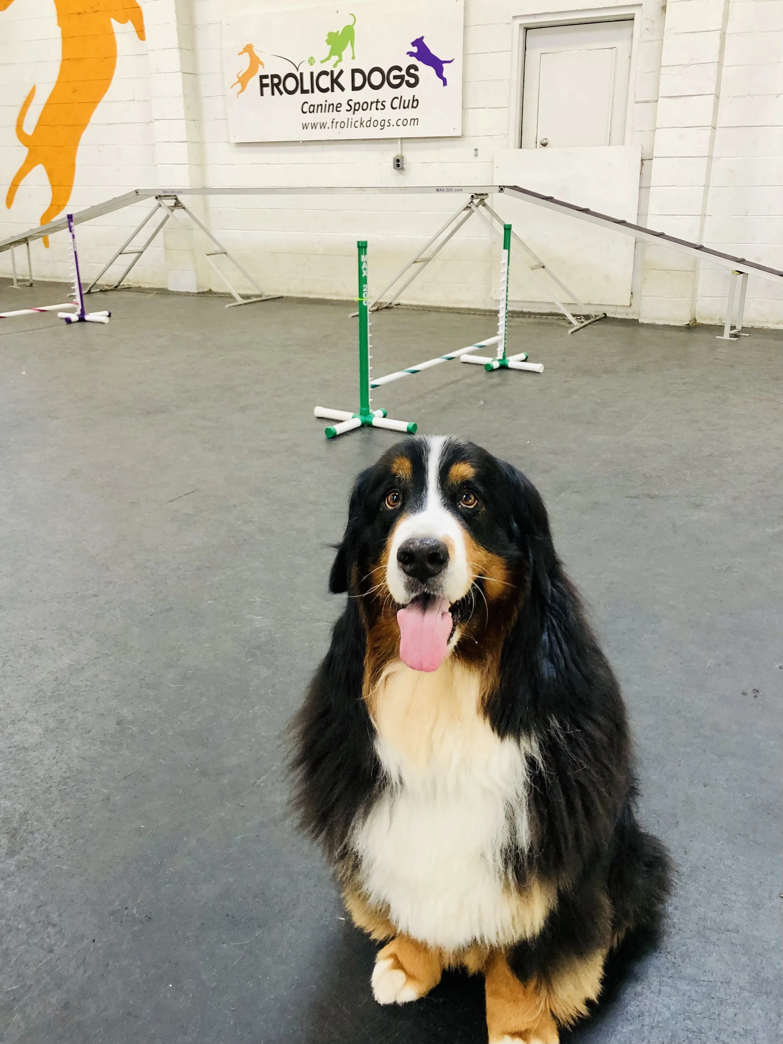 In Memory — Frolick Dogs