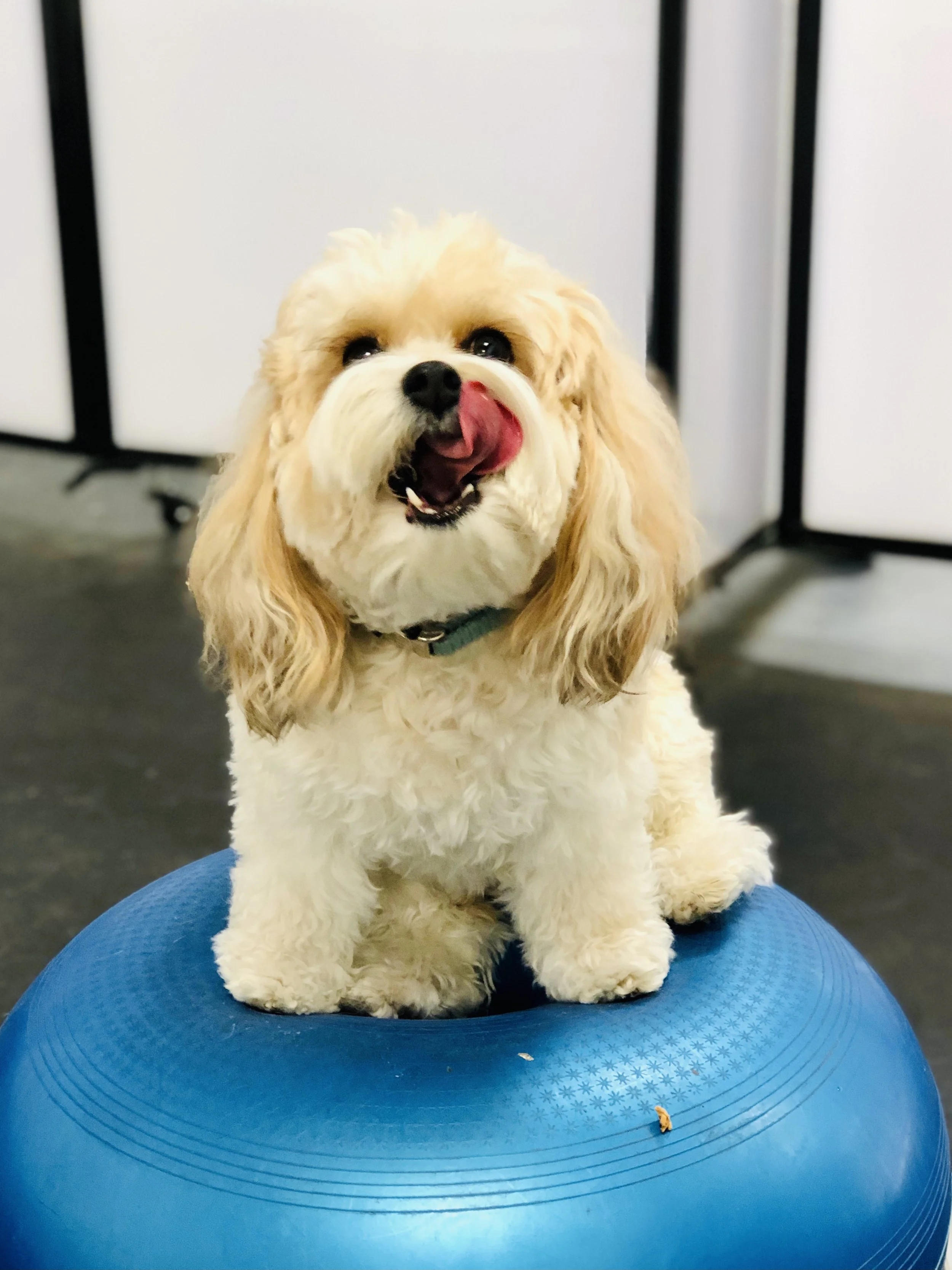 In Memory — Frolick Dogs