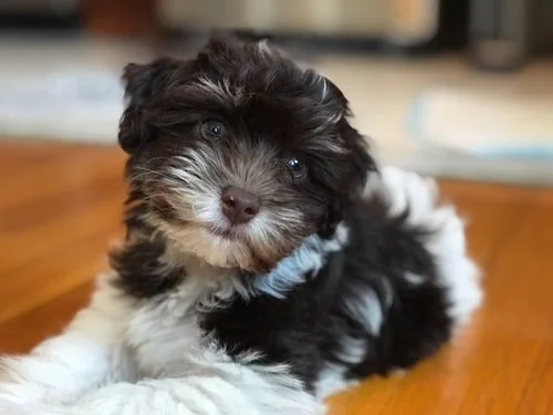 Training — Frolick Dogs