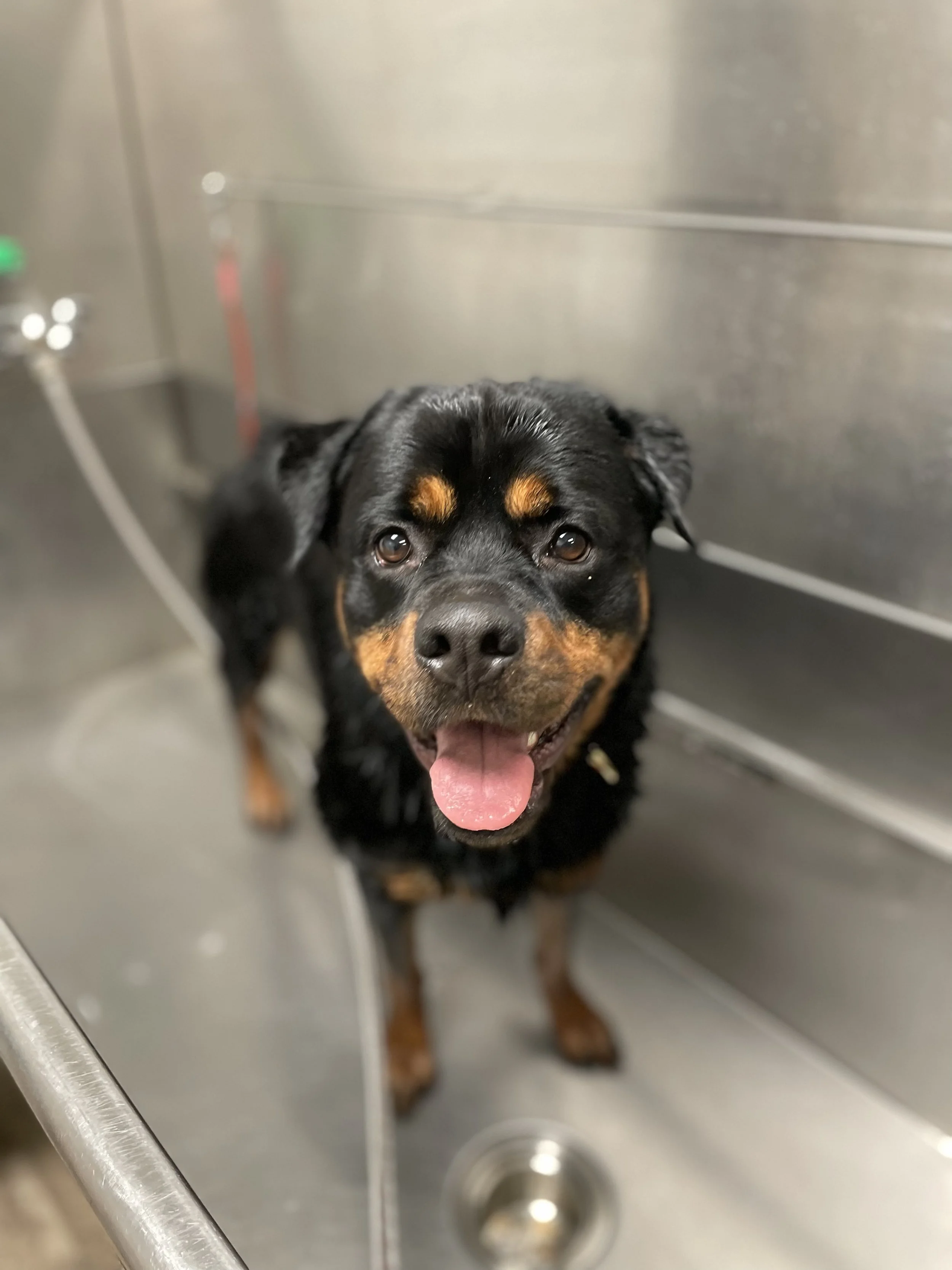 Services — Frolick Dogs