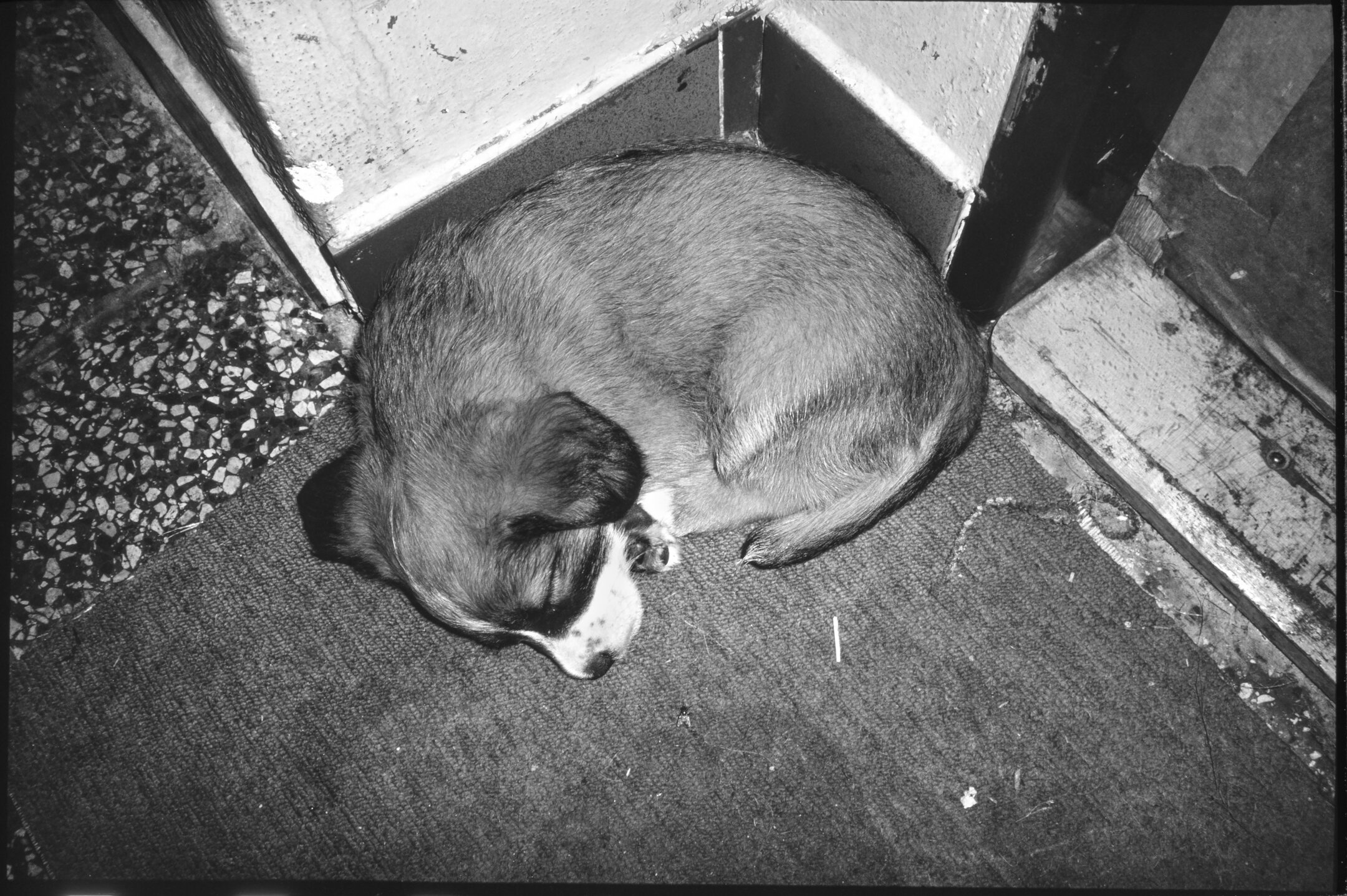 European Punk Squats / other punk... — Ricky Adam Photography 👀