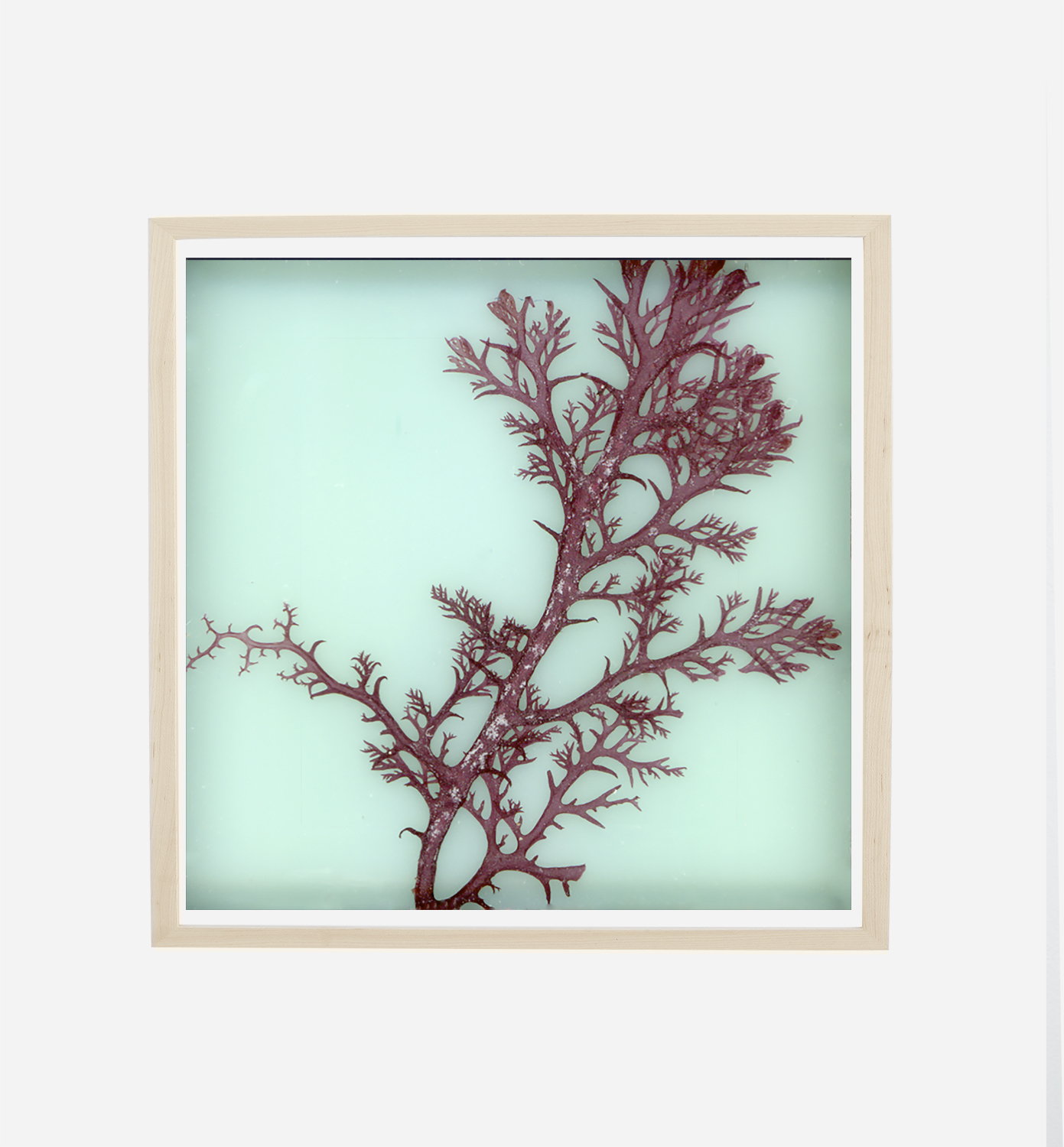 Pressed Seaweed Art