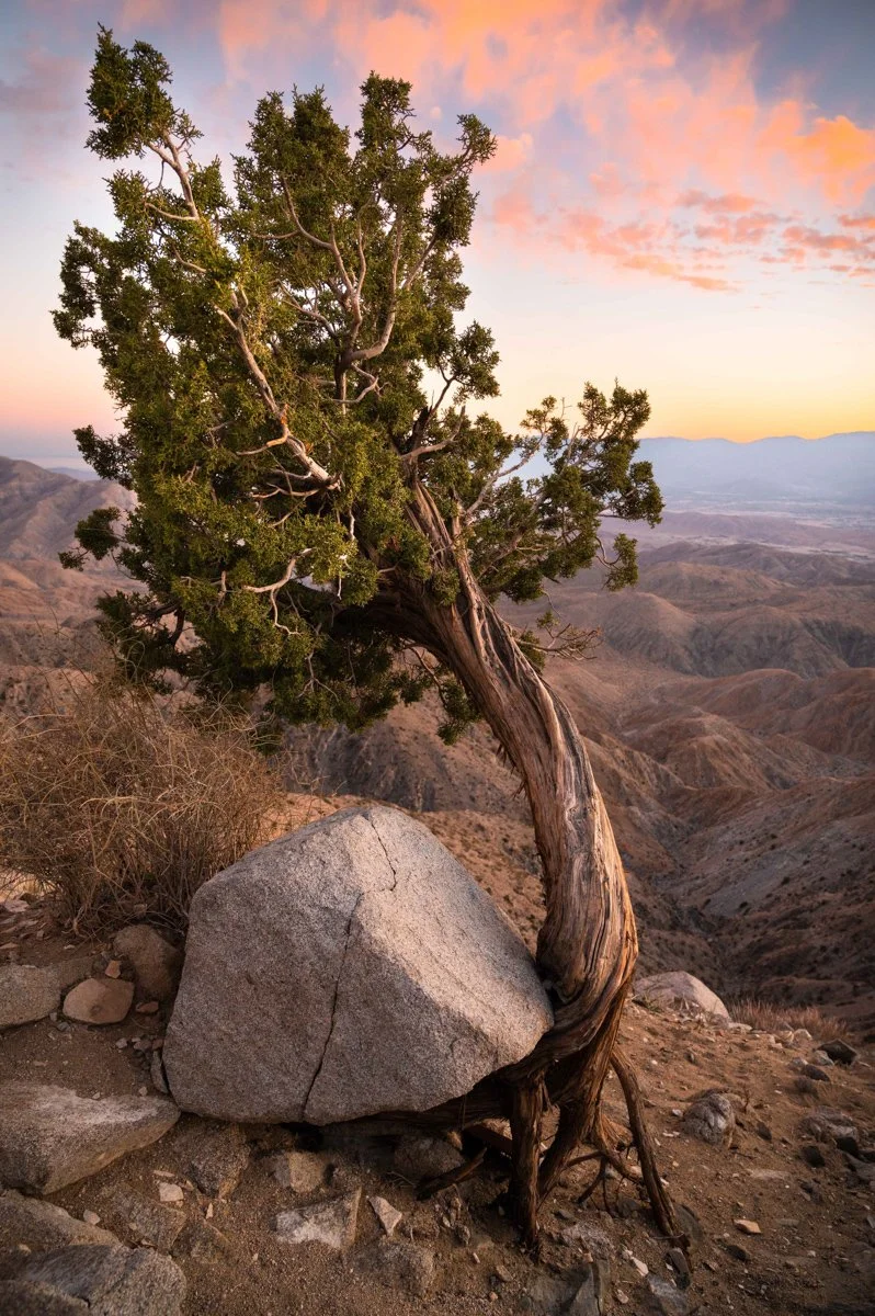 Joshua-Tree