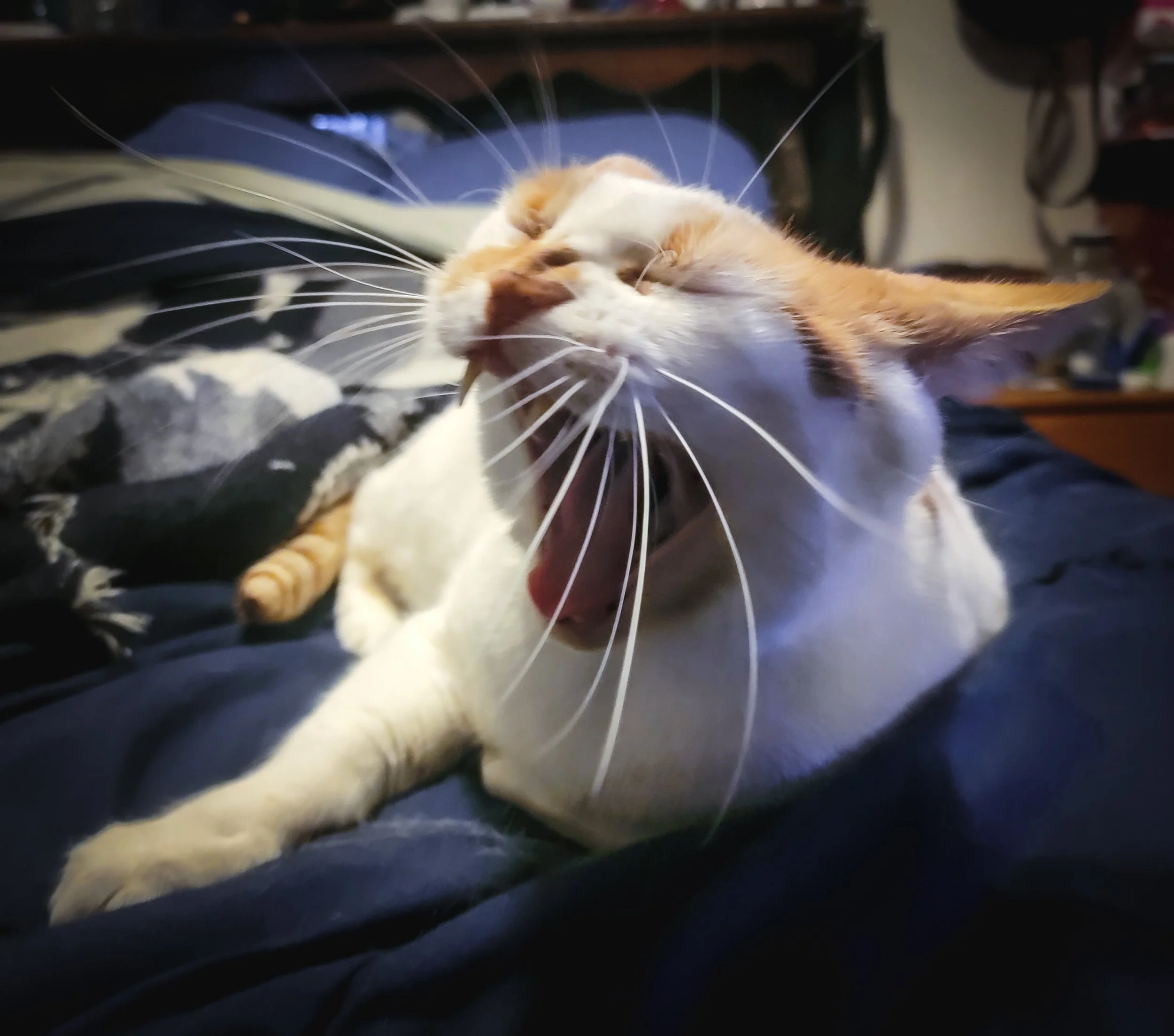 cats — Matt Dillon