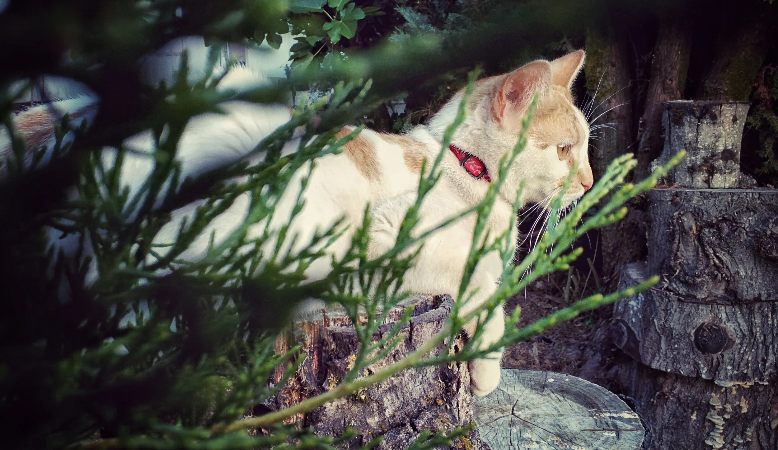 cats — Matt Dillon