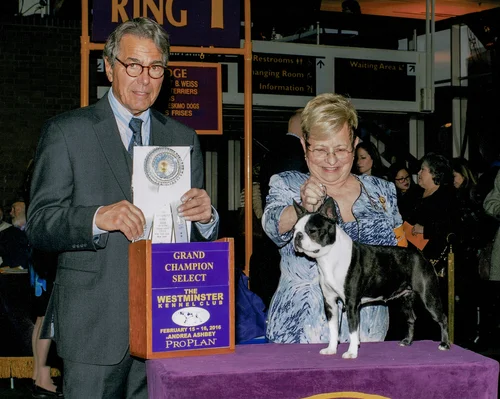 KC's Boston Terriers