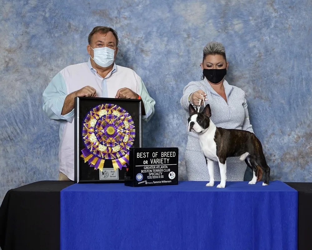 KC's Boston Terriers