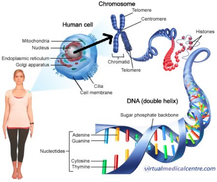 Human Dna Structure Yah