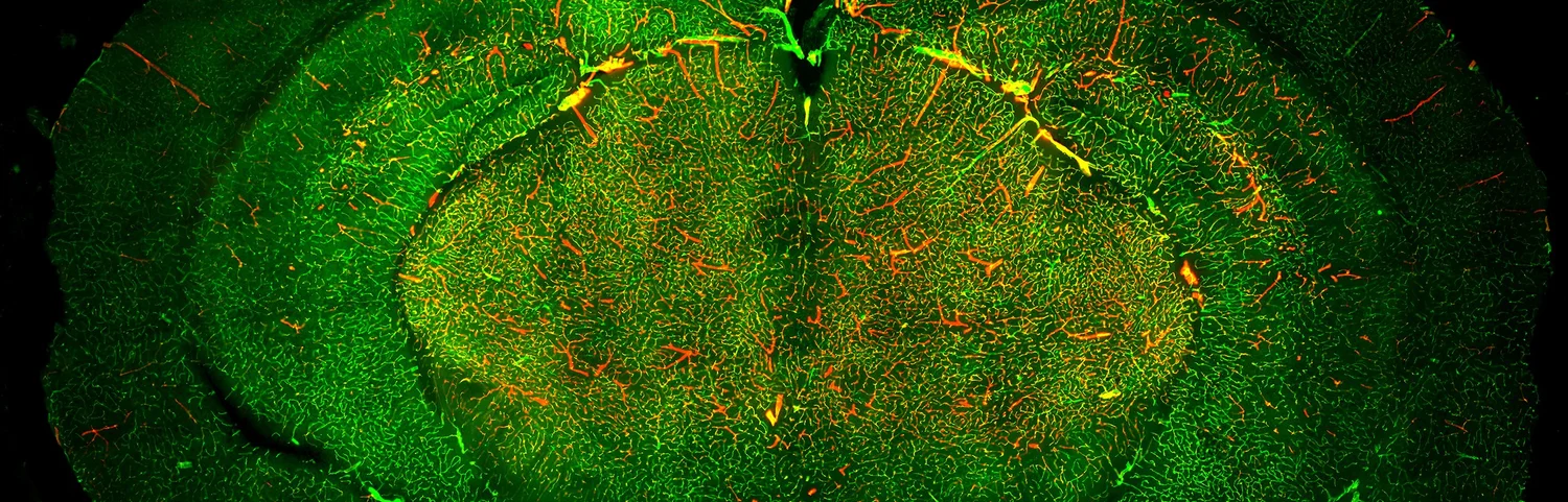 Conley Lab — Shannon Conley Art Quilts