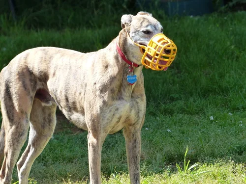 Why Do You Muzzle Greyhounds