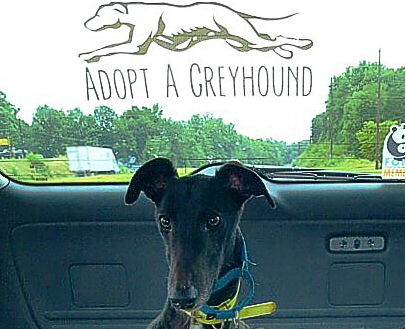 Blue Greyhound For Adoption