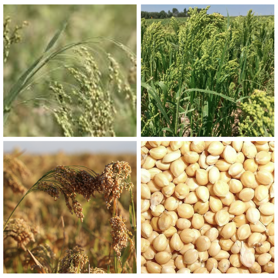 Grow Millet — Rebecca's Gardens