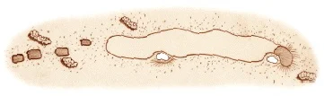 Hole #14: In the Style of Perry Maxwell (1879-1952) — The Architects ...