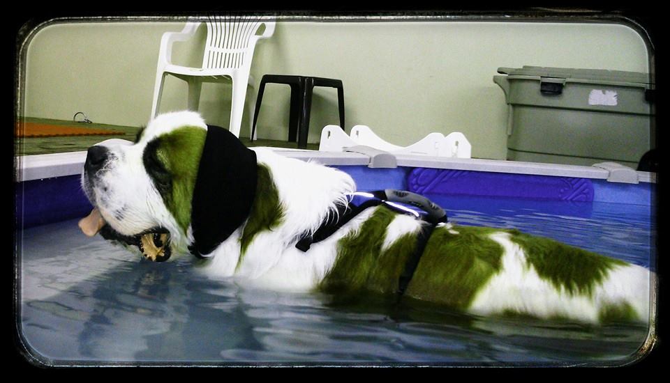 Swimming — Bailey's Journey