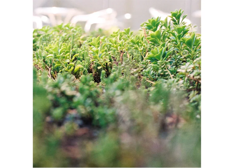 Green Varnish — nomad.studio : landscape architecture : design + art