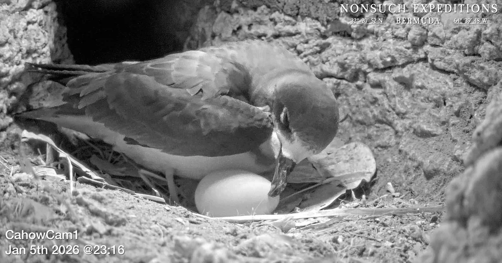 Happy New Year from Nonsuch! Keep watching Cam1 -She has returned and ...
