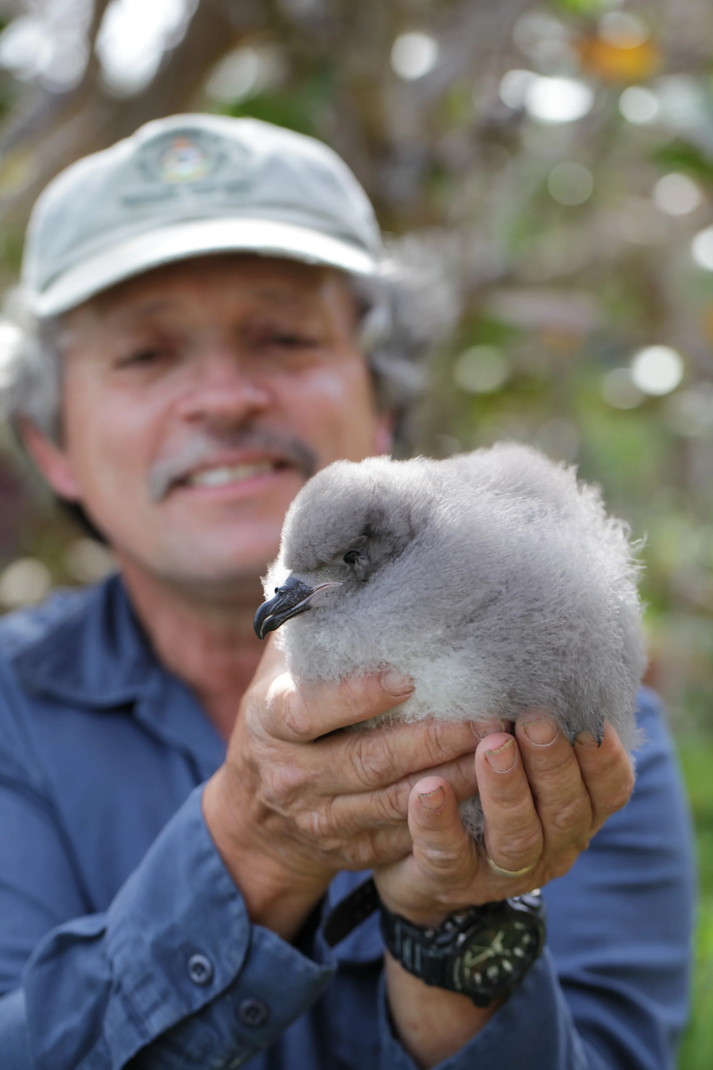Amazing Cahow Facts - The Endemic Bermuda Petrel — The Nonsuch Expeditions