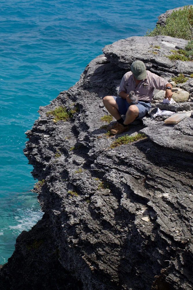 Amazing Cahow Facts - The Endemic Bermuda Petrel — The Nonsuch Expeditions