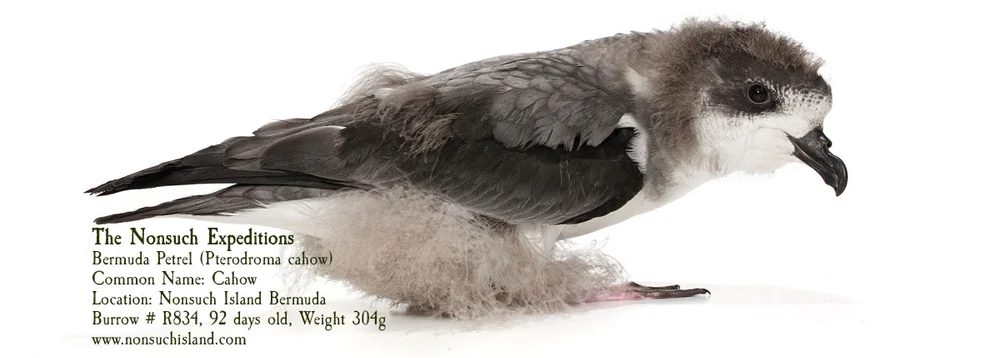 Amazing Cahow Facts - The Endemic Bermuda Petrel — The Nonsuch Expeditions