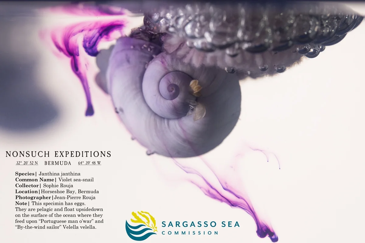 Violet Sea-snails and By-the-wind Sailors — The Nonsuch Expeditions