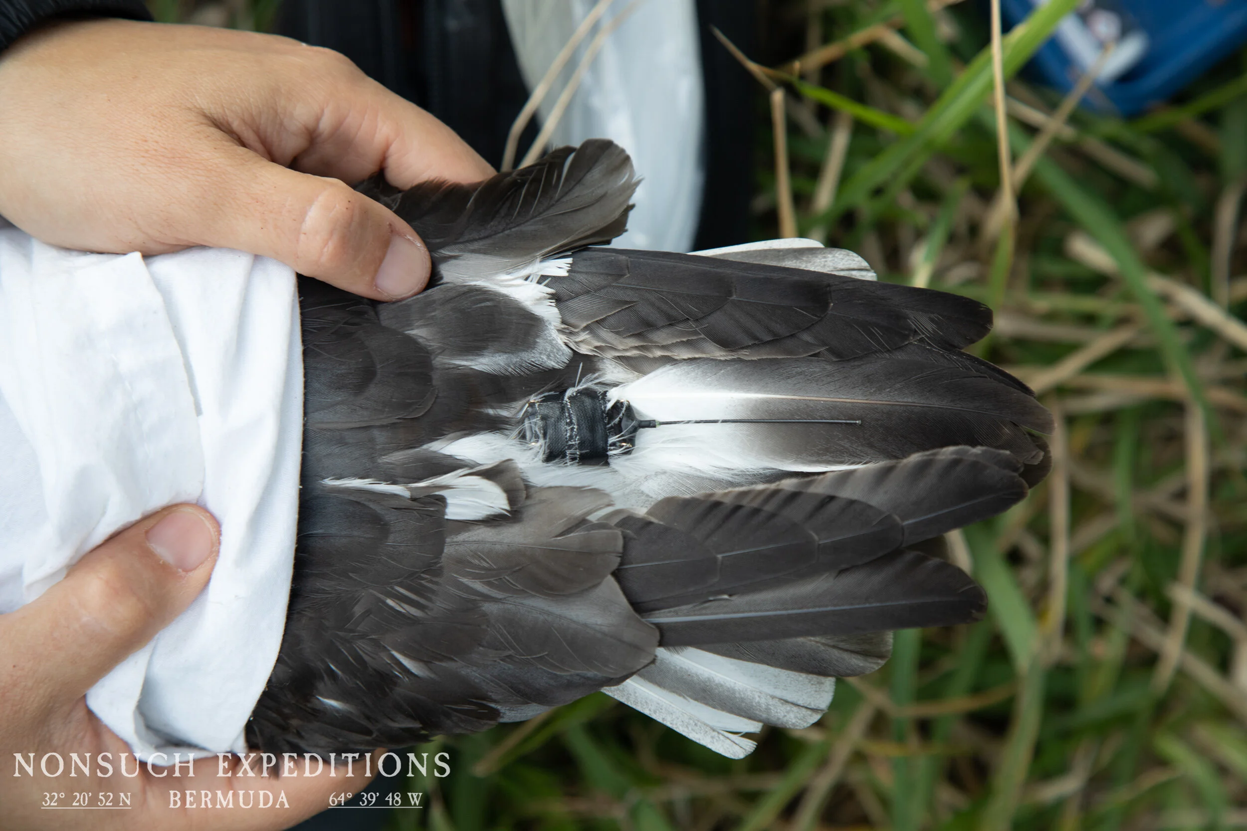 SUMMARY OF THE 2018 – 2019 CAHOW BREEDING SEASON — The Nonsuch Expeditions