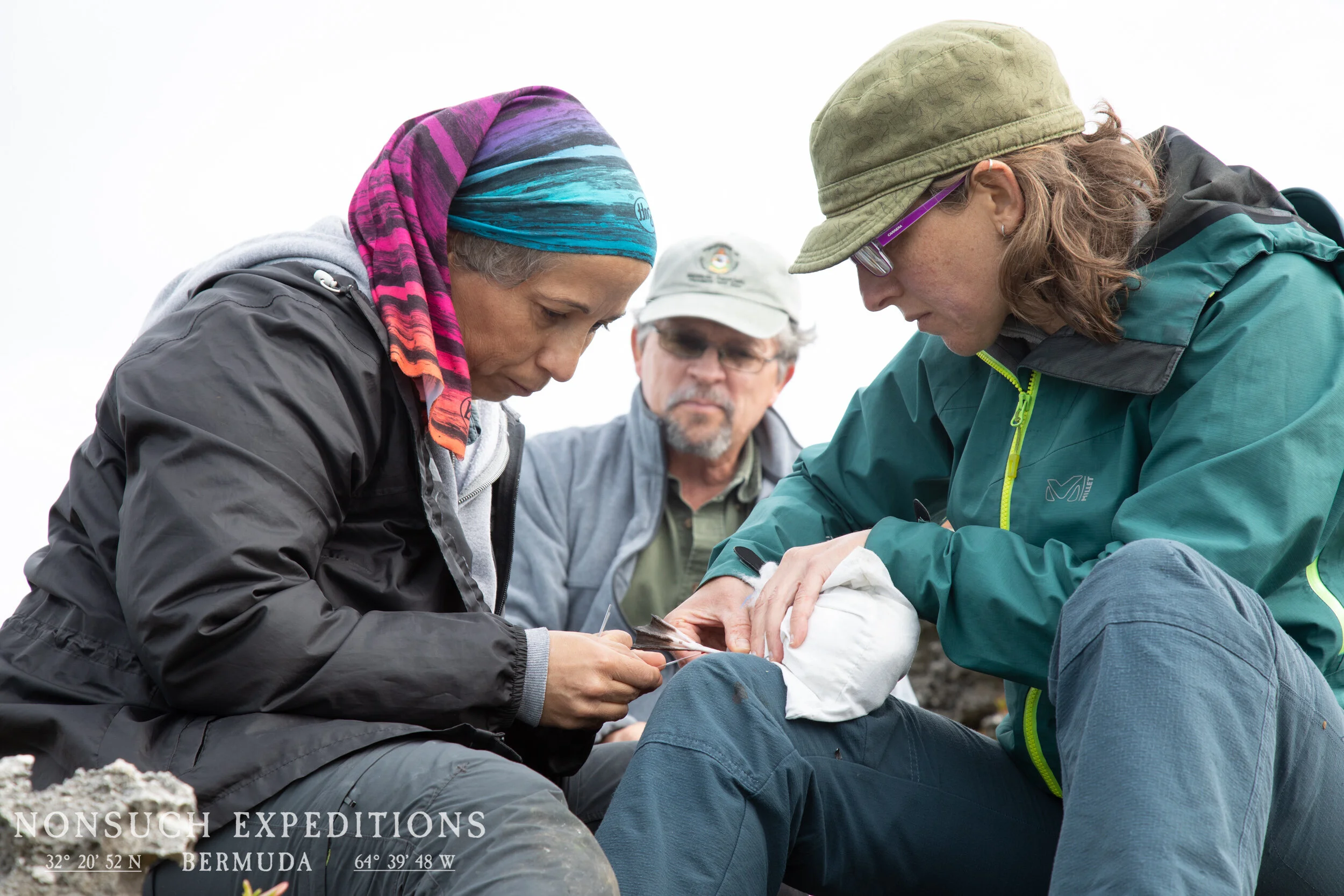 SUMMARY OF THE 2018 – 2019 CAHOW BREEDING SEASON — The Nonsuch Expeditions