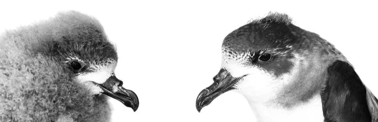 SUMMARY OF THE 2018 – 2019 CAHOW BREEDING SEASON — The Nonsuch Expeditions