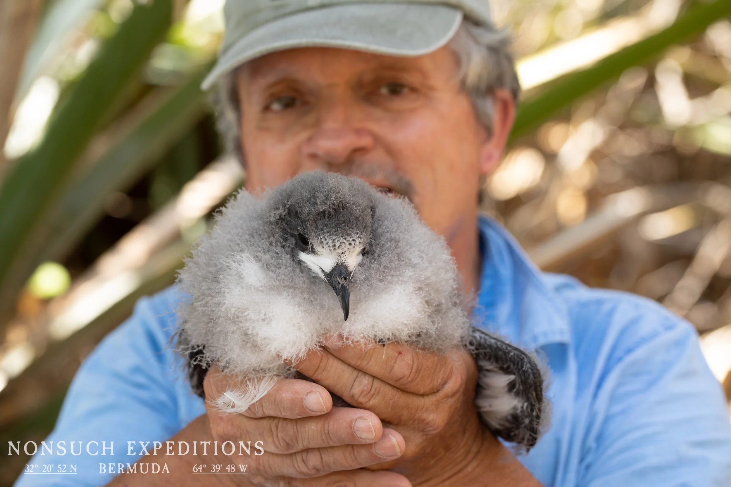 SUMMARY OF THE 2018 – 2019 CAHOW BREEDING SEASON — The Nonsuch Expeditions