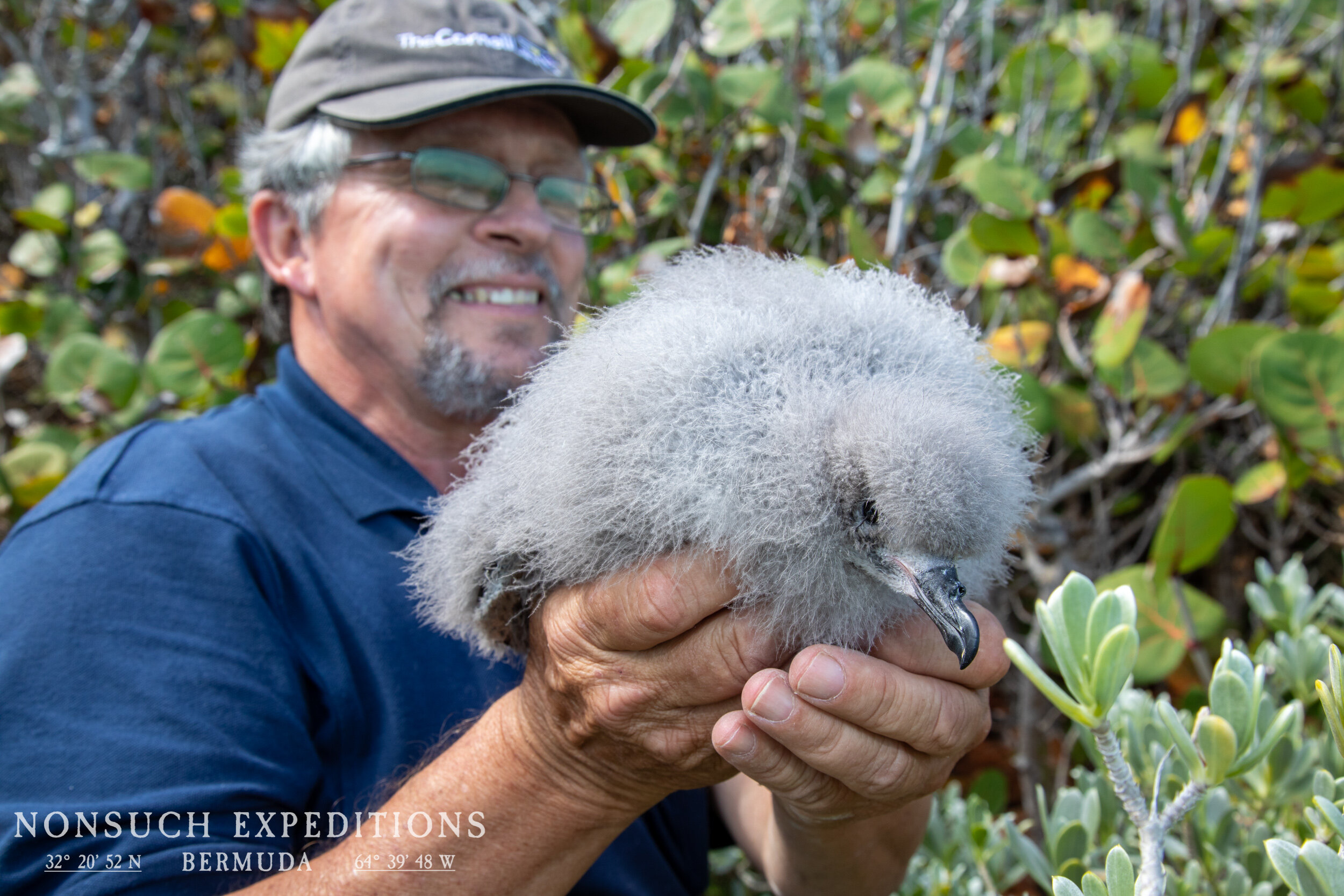SUMMARY OF THE 2018 – 2019 CAHOW BREEDING SEASON — The Nonsuch Expeditions