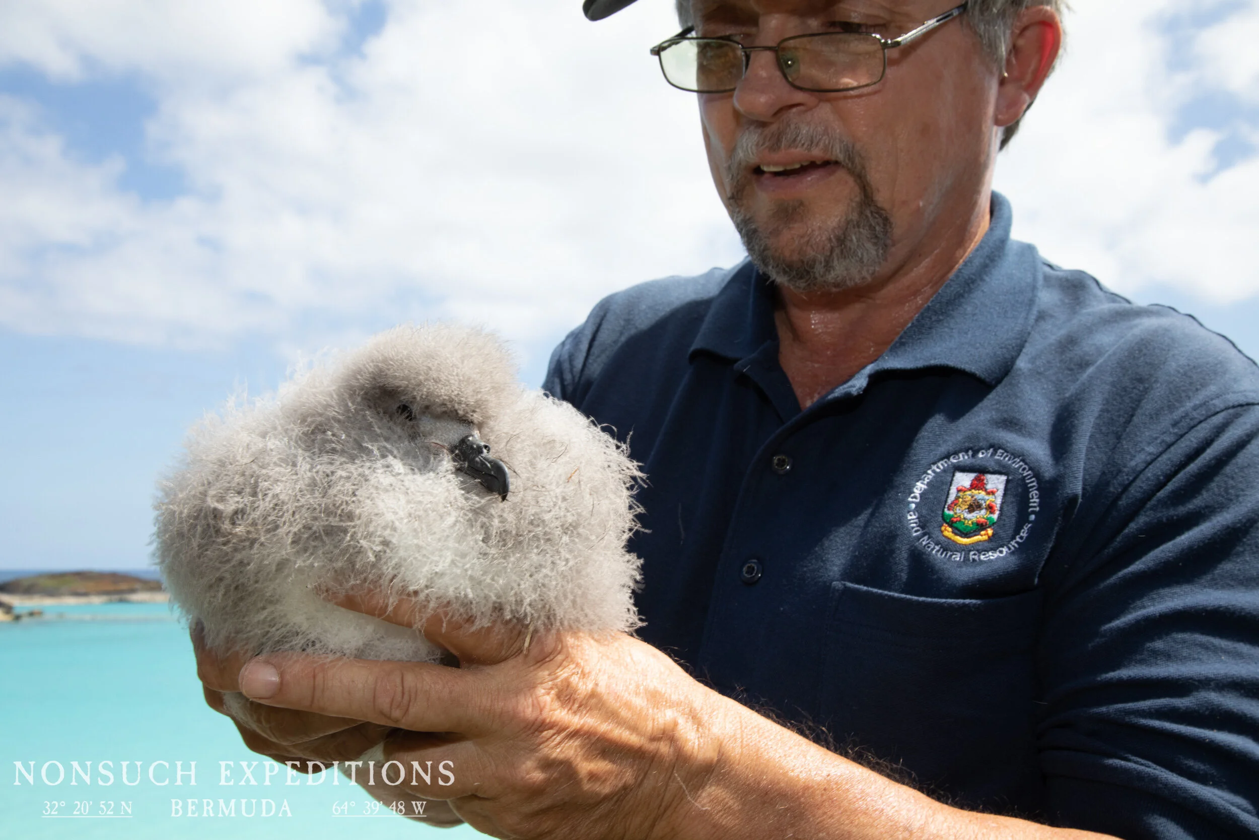 SUMMARY OF THE 2018 – 2019 CAHOW BREEDING SEASON — The Nonsuch Expeditions