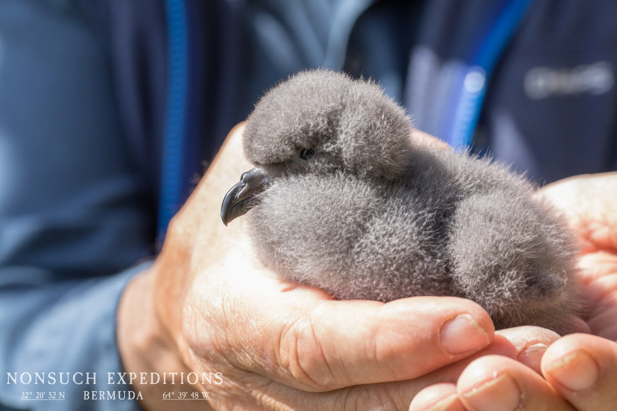 SUMMARY OF THE 2018 – 2019 CAHOW BREEDING SEASON — The Nonsuch Expeditions