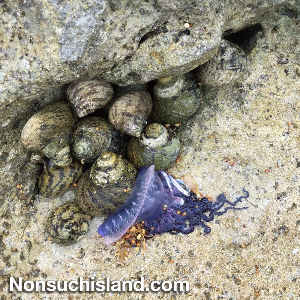 A 60+ year rewilding Effort: The Nonsuch Island Ecological Restoration ...