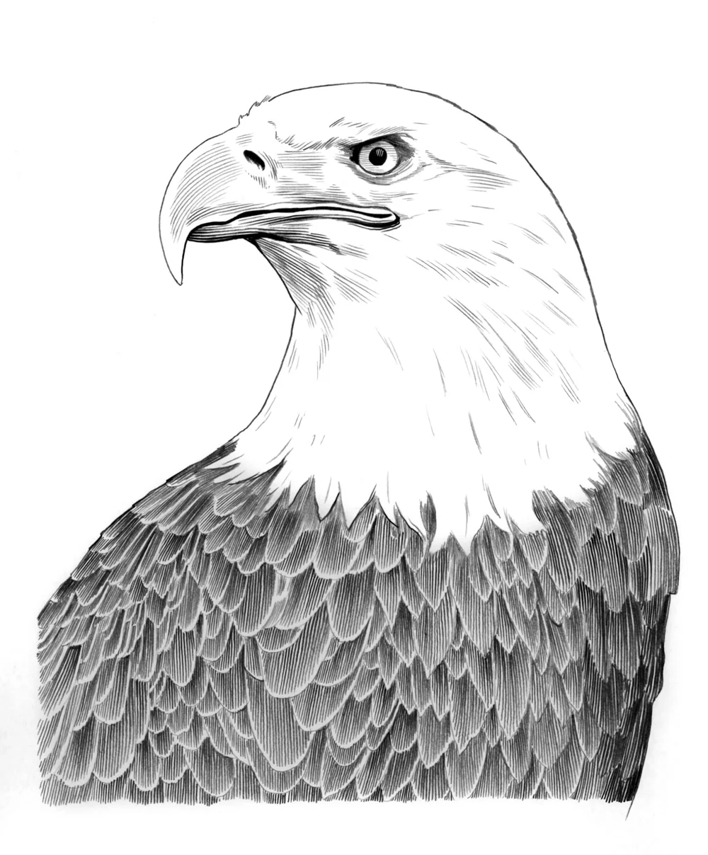American Eagle Line Drawing