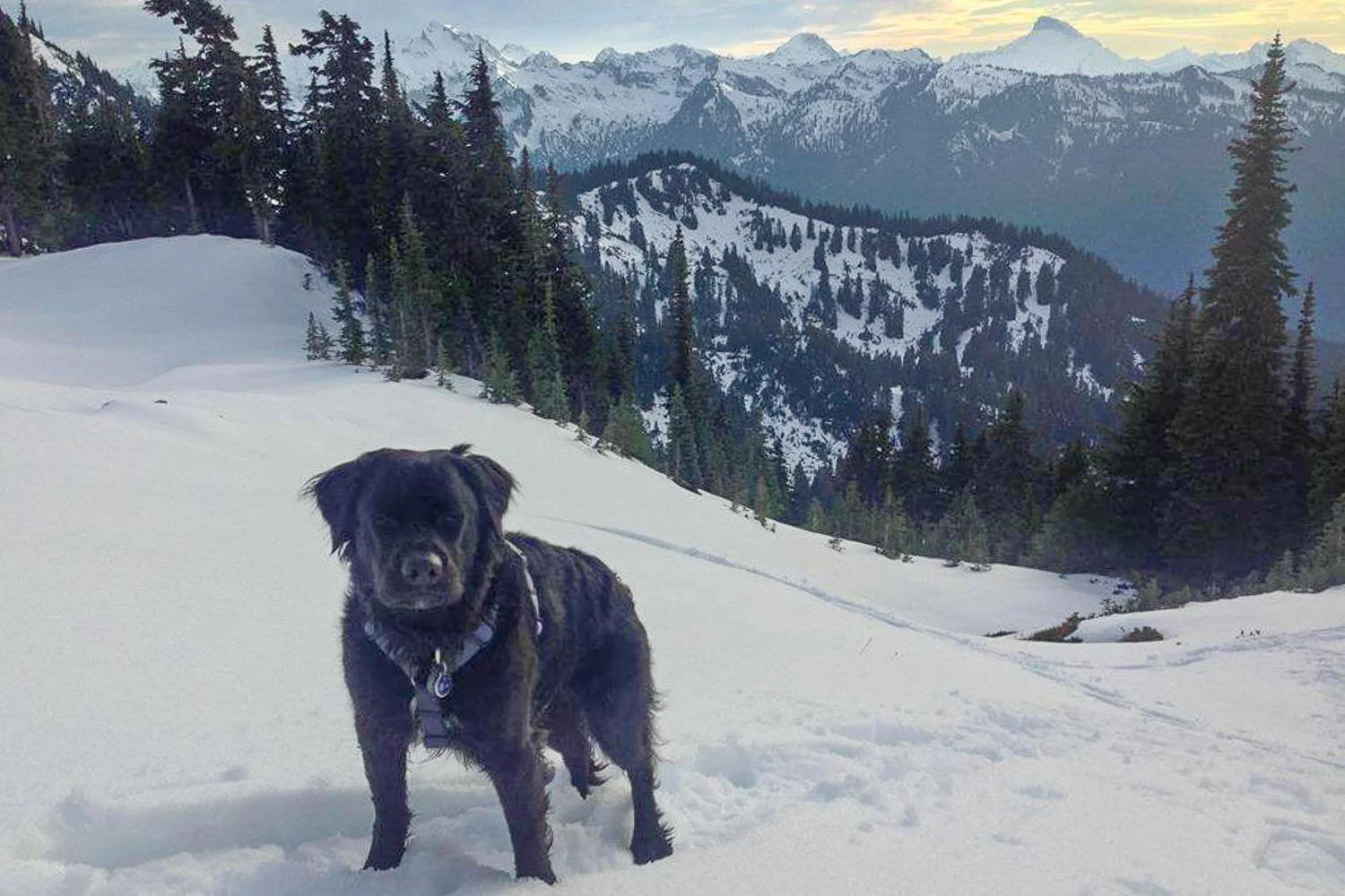 Can You Hike The Pct With A Dog
