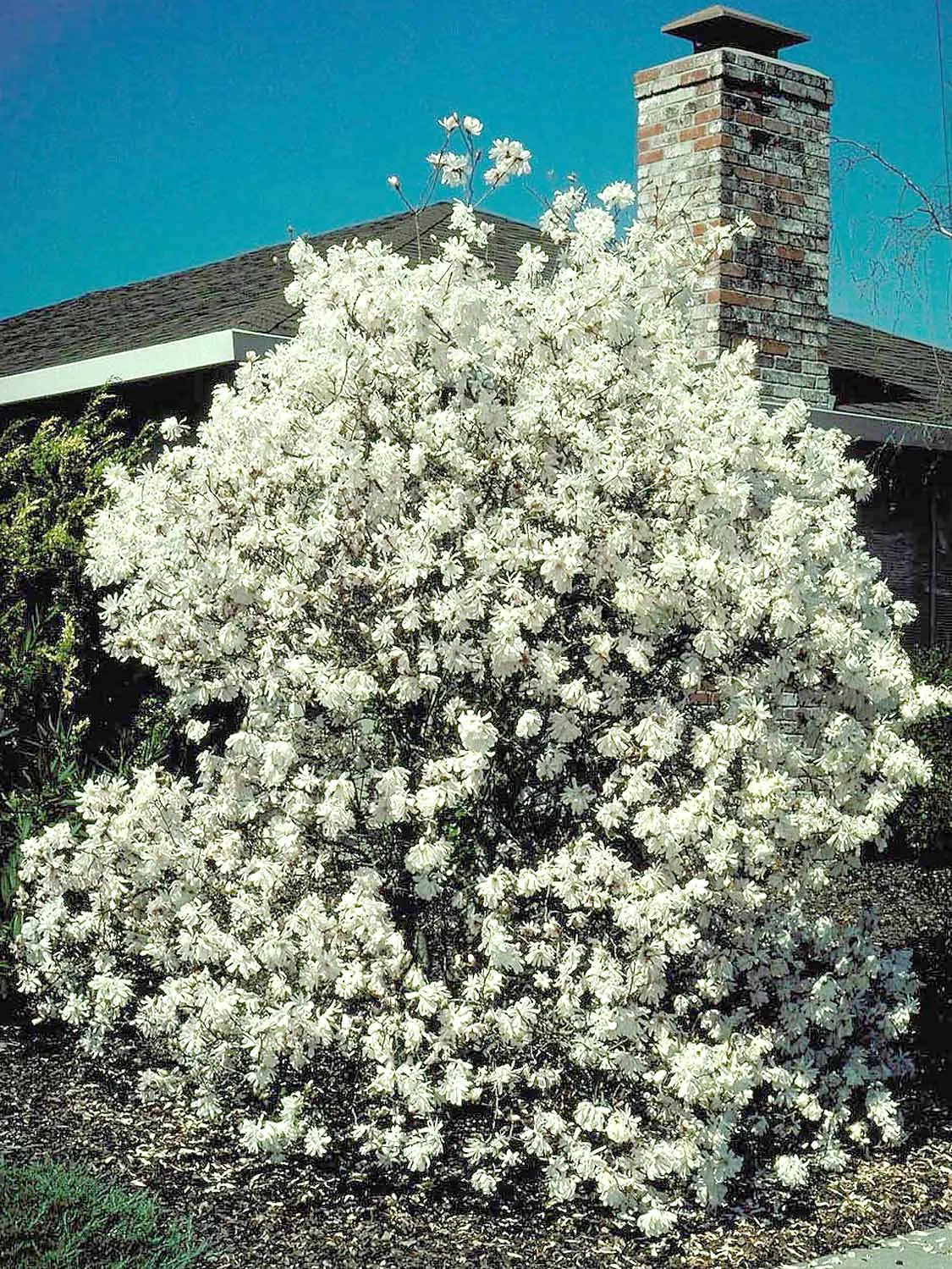 Sympathy-Memorial-Gifts — The Mustard Seed Landscape and Garden Center