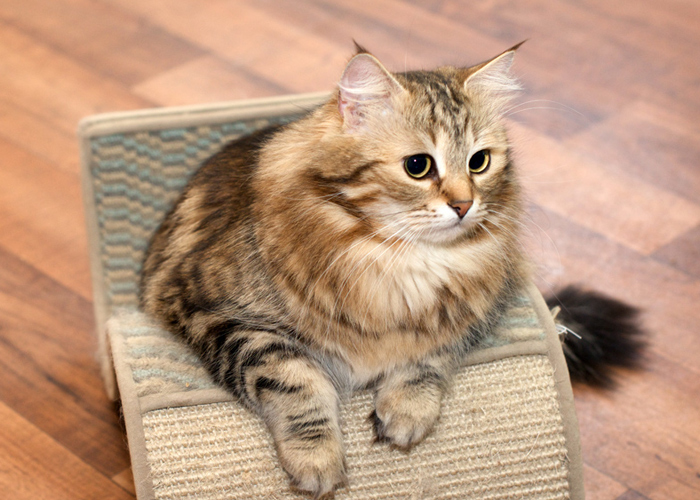 Siberian Cats Photo Gallery — Siberian Beauty Cattery