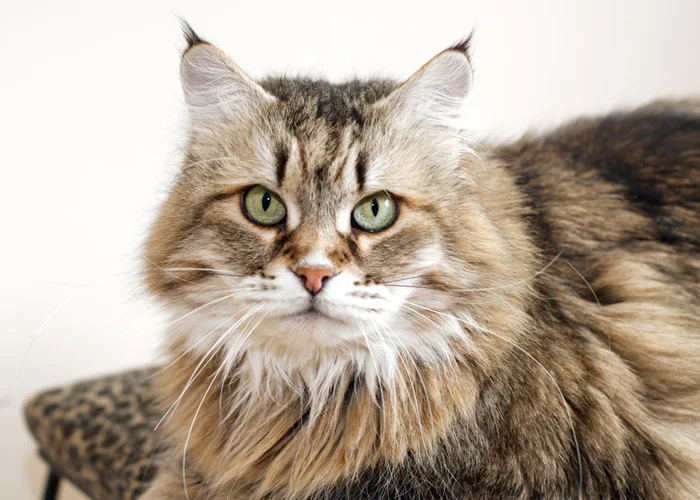 Siberian Cats Photo Gallery — Siberian Beauty Cattery